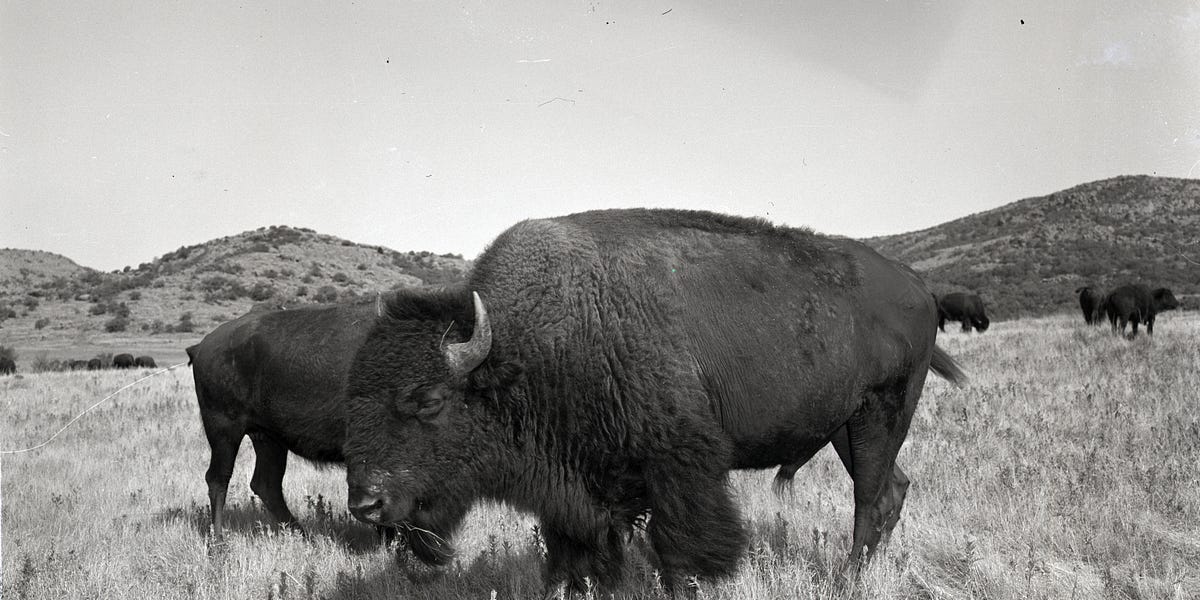Where the Buffalo Roamed - by Clare Coffey - The Bulwark
