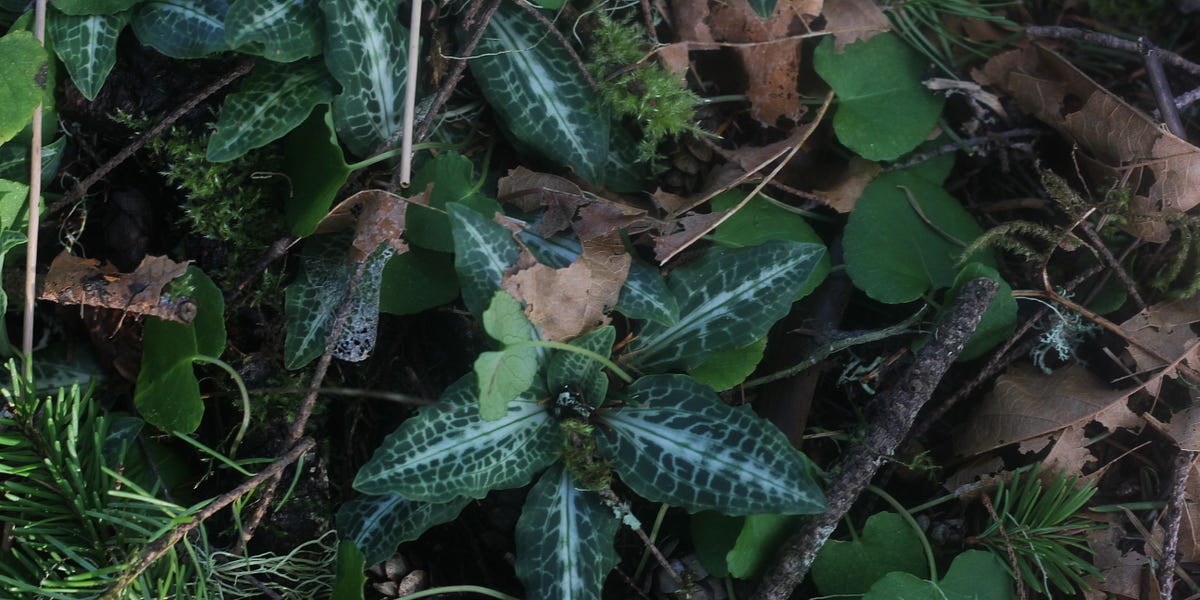 Ivy Pulling - by Jeffree Morel - Foraging for More