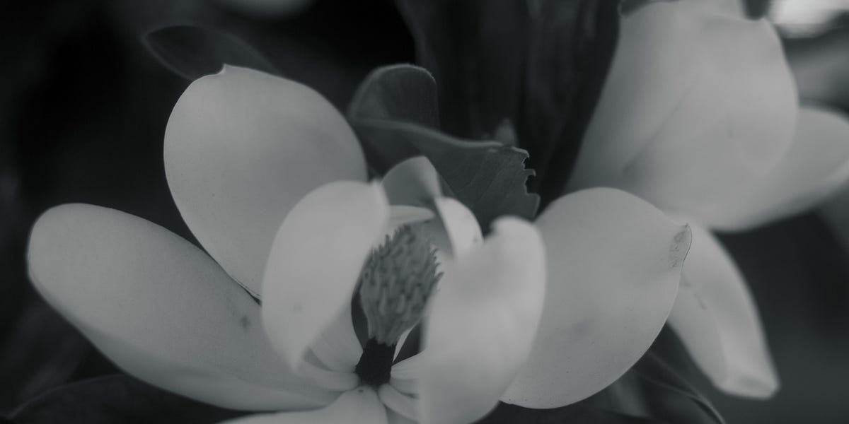 A Season of Yes - by Josefina H. Sanders - cuídate