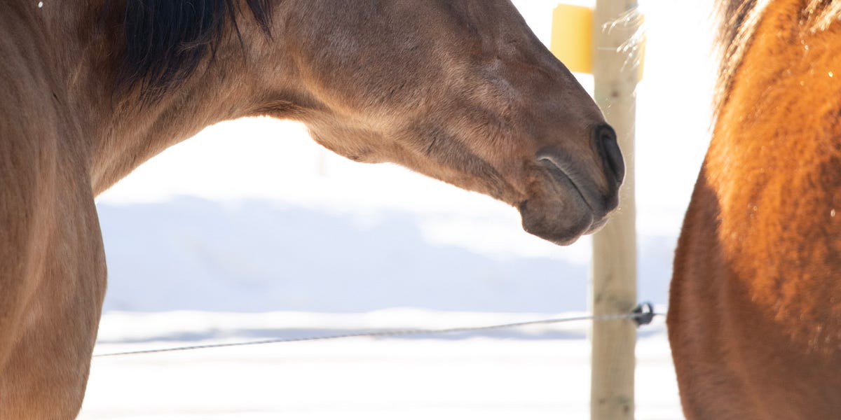 The Equine Ladder of Aggression - by Renate Larssen