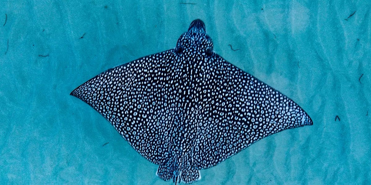 The BHR Group Digital Rights Careers Newsletter - Issue 12