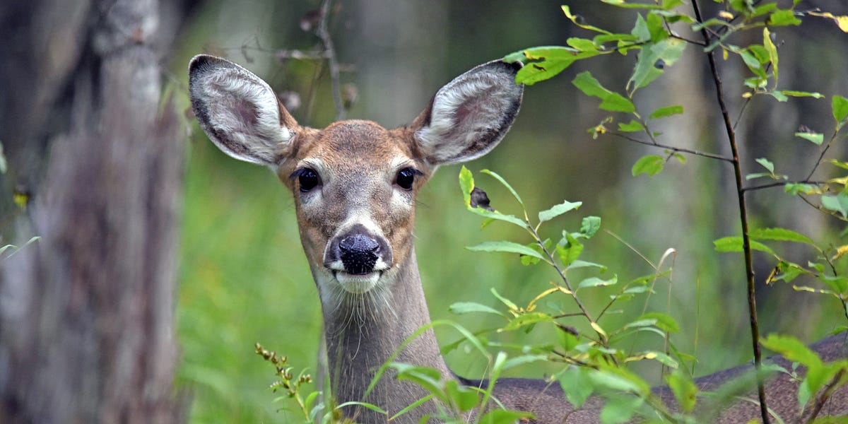 Foraging and Survivalism - Clay Bowers' Substack