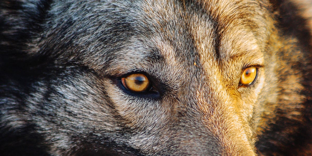 The Fire and the Wolf - by Lewis Coyne - Feed Your Head