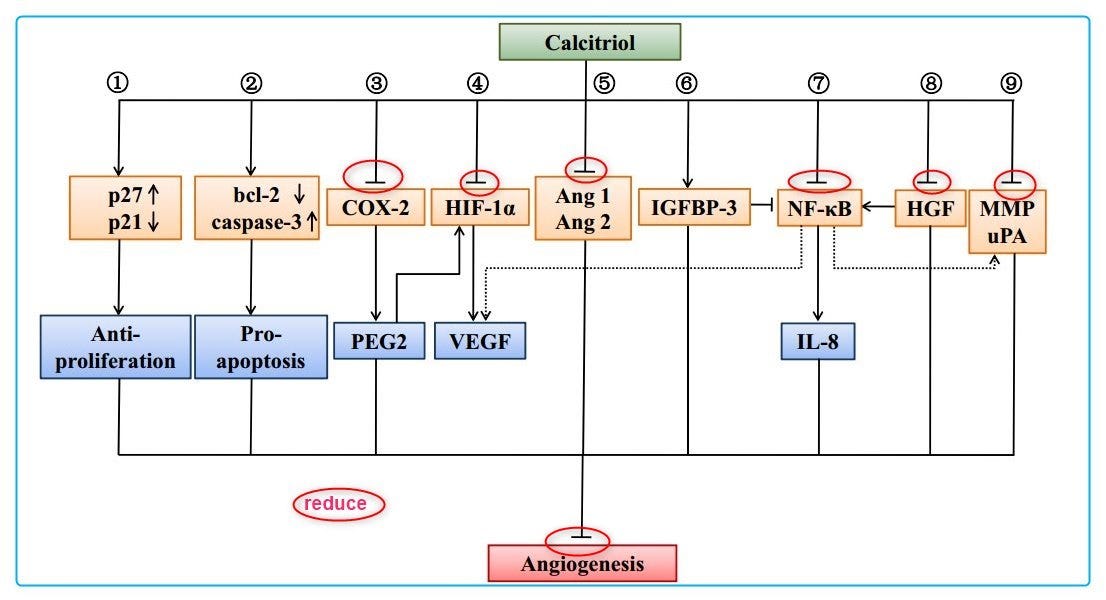 Vitamin D restricts new capillary growth (angiogenesis) in fat and cancers