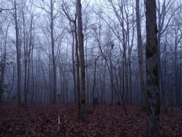 Sentinels - by Lynda E. Rucker - Letter From Somewhere