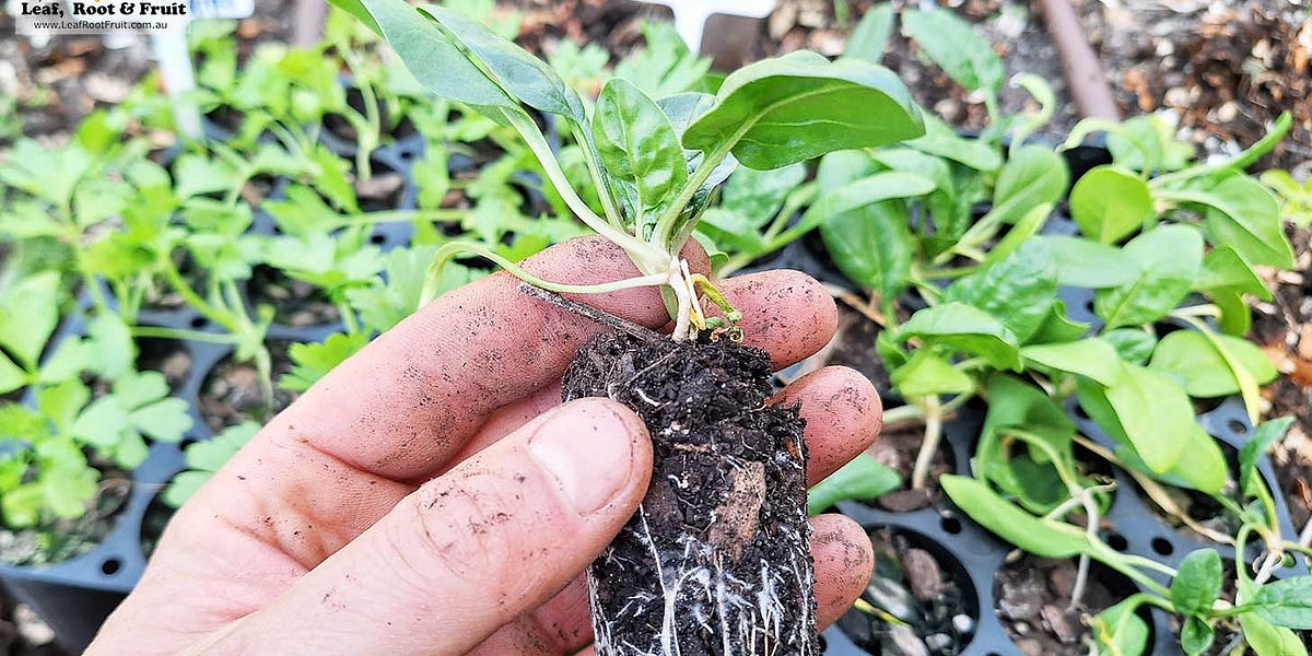 Transplanting Vegetable Seedlings - by Duncan Cocking