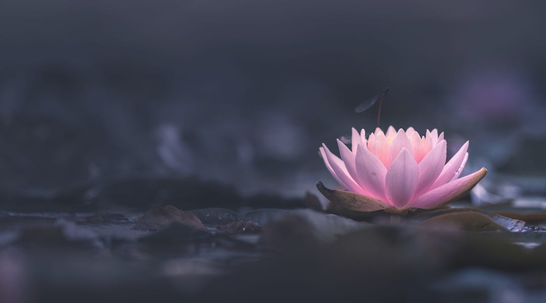 Gratitude in Suffering - by Evan McDermod - Deeper Meaning