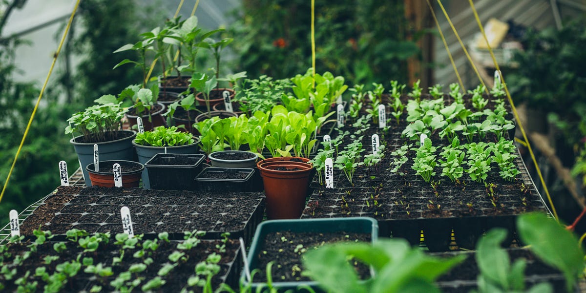 What To Sow This Week (+ Varieties List) - Huw Richards