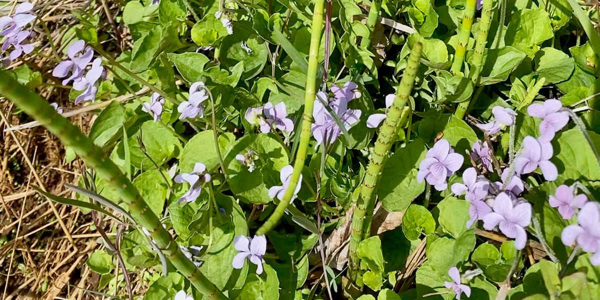 In shelter and shadow - by Freya Rohn - The Ariadne Archive