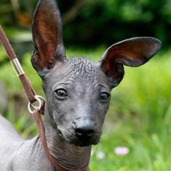 Here's Your Creepy Bald Dog, Obama Girls!
