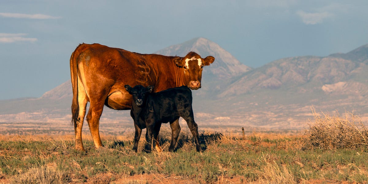Invasion of the Feral Cows; Rain Follows the Plow?