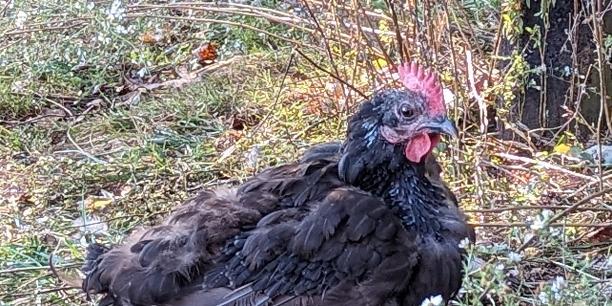 Bald Like The Eagle - by AC Shilton - AffirmationChickens