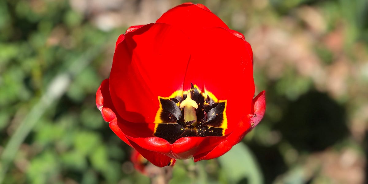 Grateful - by Laerta Premto - Creative Laerta