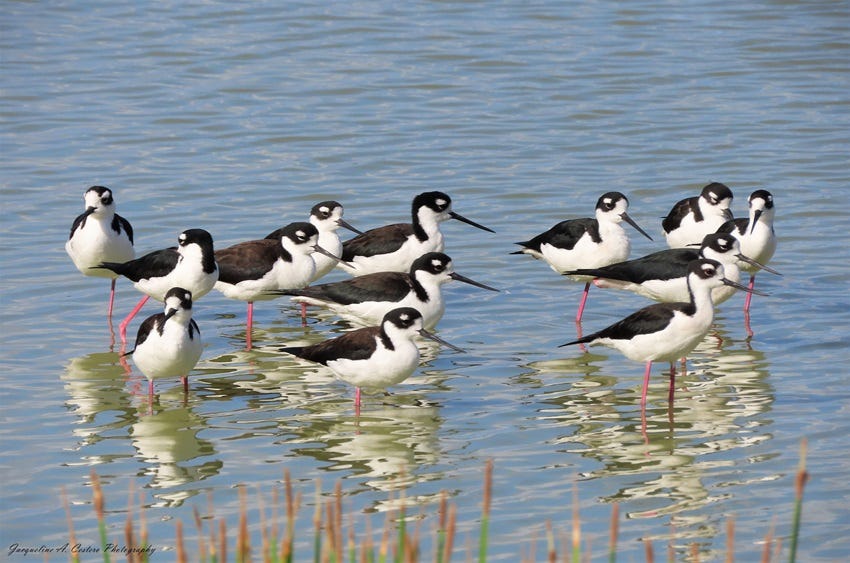 Summer Shorebird Species Spotlight - Part 1
