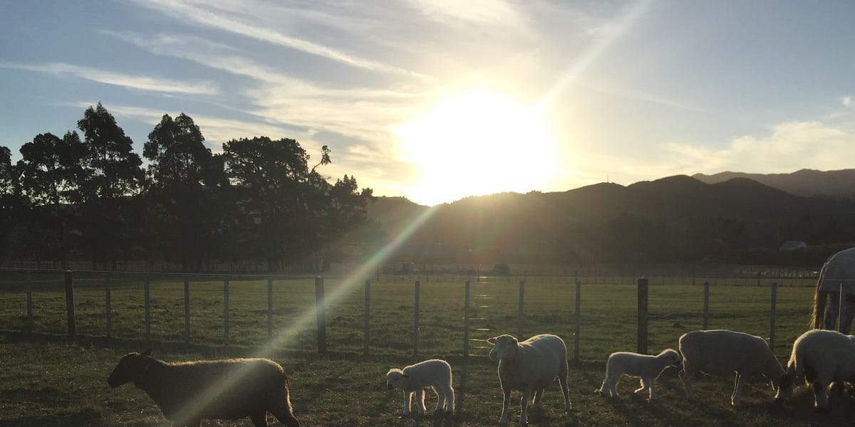 Creating a stink: part two - by Melanie Newfield