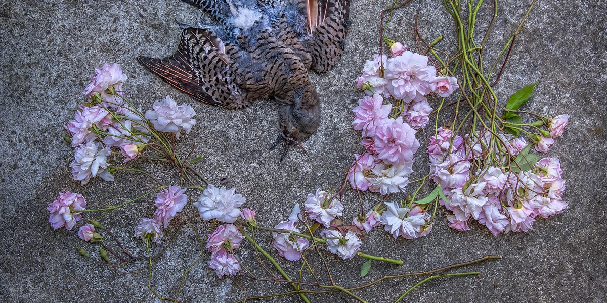 Once A Flicker, Soon A Rose - by David E. Perry
