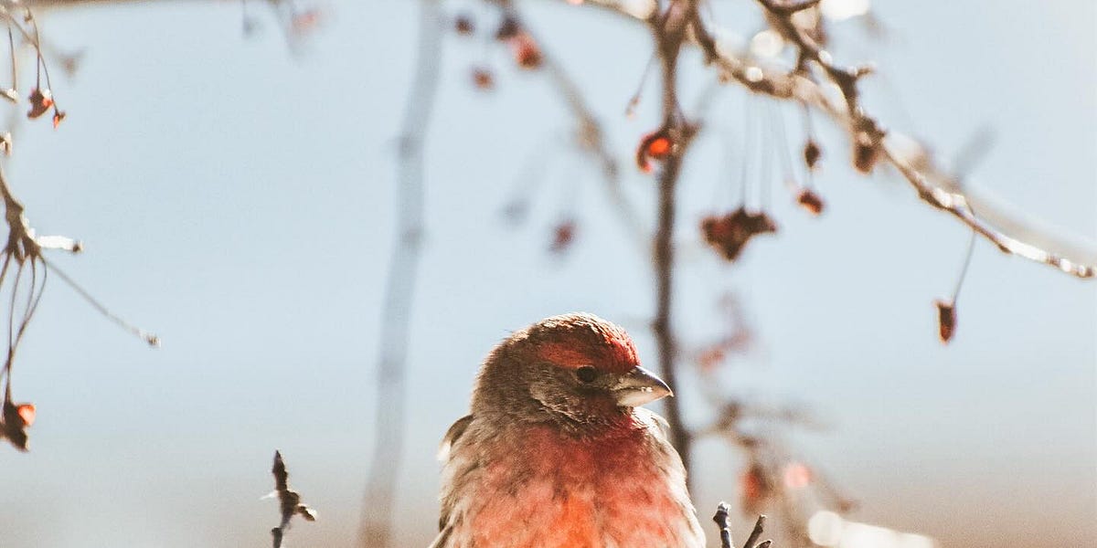 'A Little Cold Won't Kill Him' – Me, A Moron