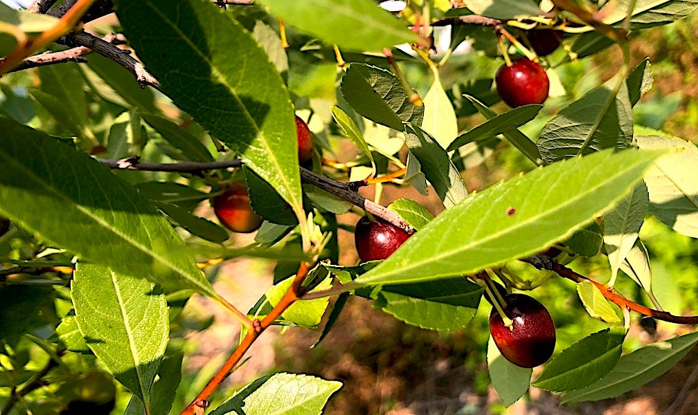 Sand cherry - or Hansen's bush cherry - jam
