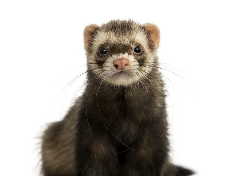 Ferrets in a Sack - by Blair McDougall