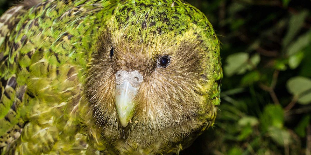 Rare Kākāpō returning to the mainland to live