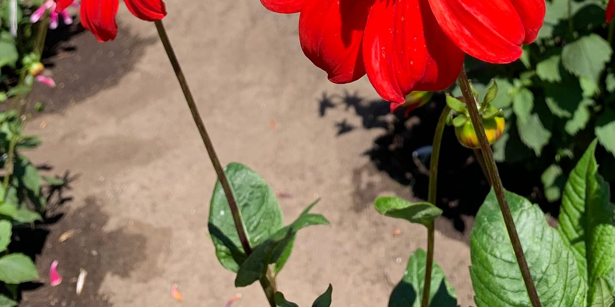 The Perfect Symbol - by Susan Freinkel