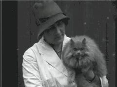 Accomplished Cats - by Martini Glambassador