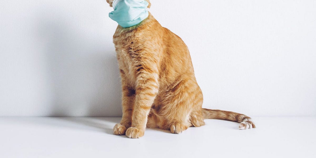 The steps to looking after a cat with a cold or flu