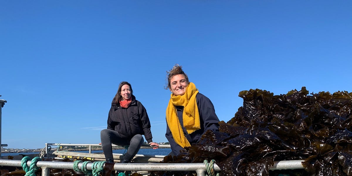 Mon parcours (partie 3) 🎓 : pourquoi j’ai créé une start-up dans les algues.