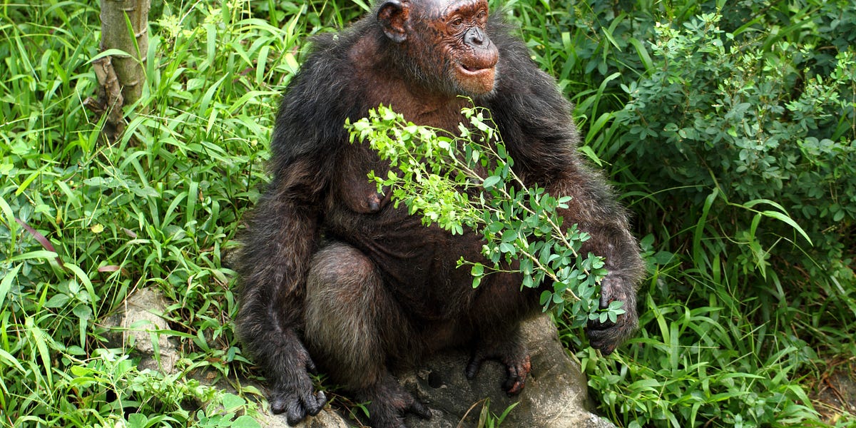 Animal Self-Medication with Plants - by Cassandra Quave