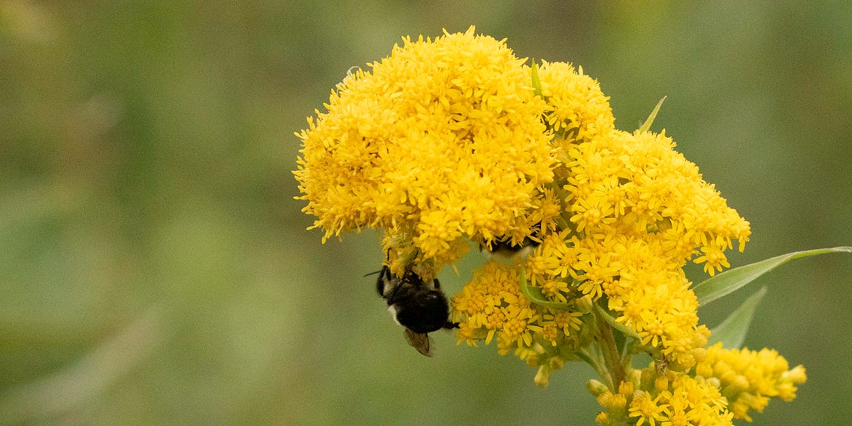 Old Field Goldenrod - by Diane Porter - My Gaia
