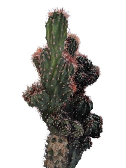 🌵 **Unraveling the Enigmatic Charm of Cereus Peruvianus Monstrose: A ...