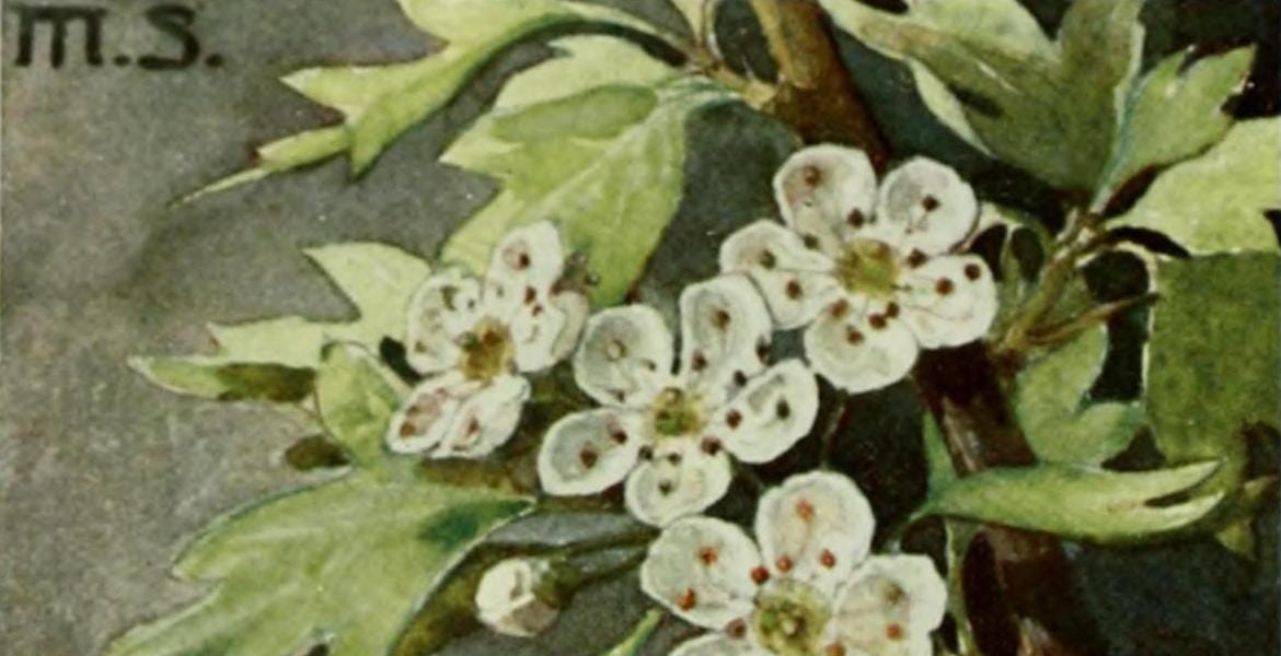 Autumn Time Remedy - by Hannah-May Batley