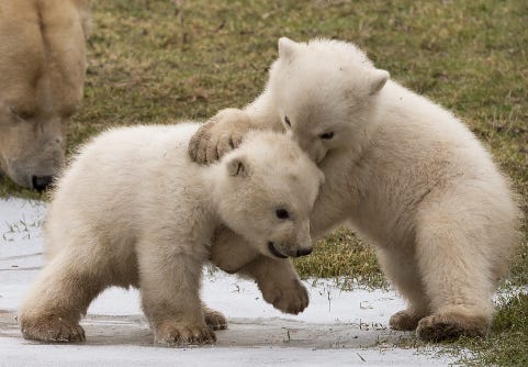 March Is The Cruelest Month - by Hallie Haglund