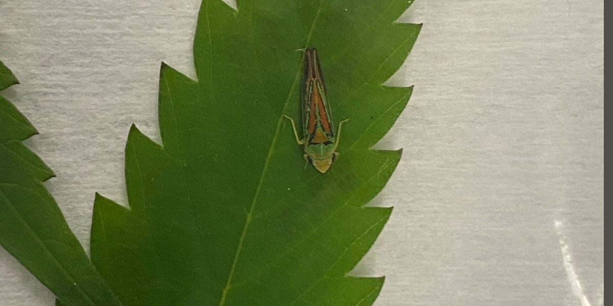 Hop Latent Viroid detection in leafhoppers (Nephotettix cincticeps ...