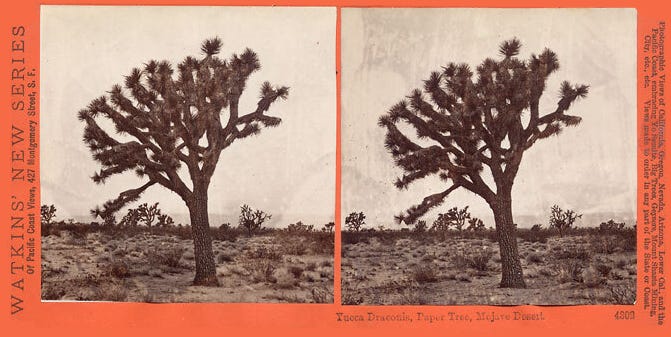 Joshua Tree is Evil - by Barret Baumgart - Dumpster Fires