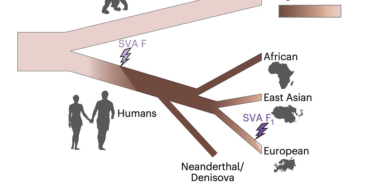 How a jumping gene shaped the human skin color evolution