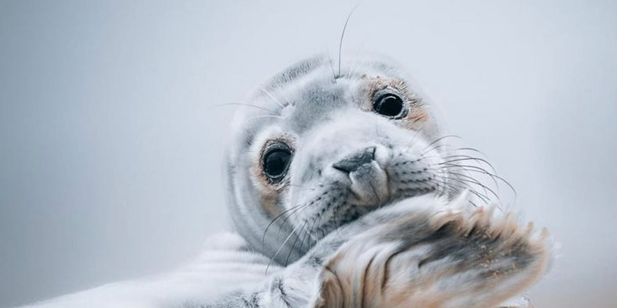 Dave Allen - PHOTOSNACK