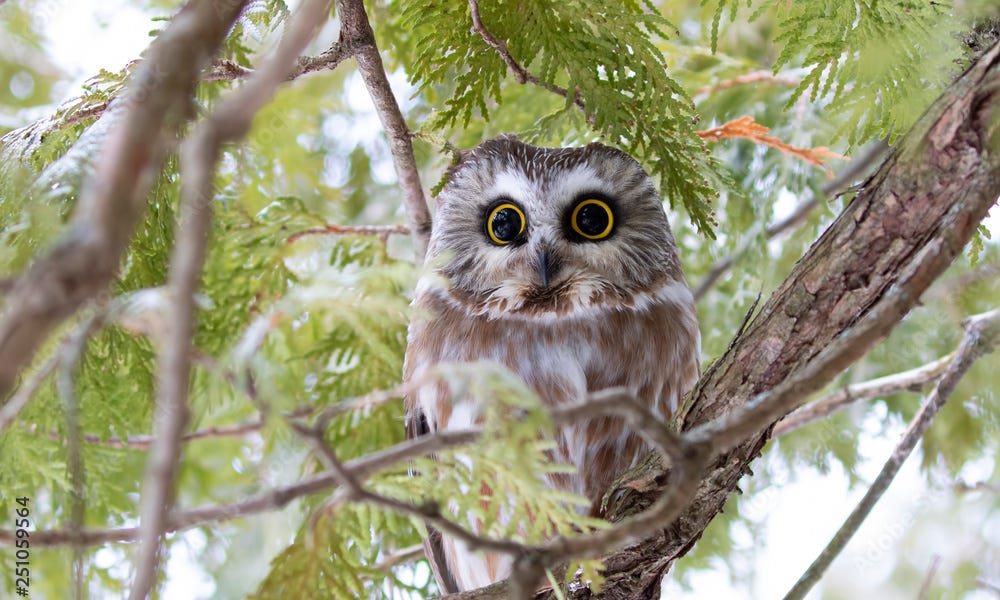 A Letter - by Alex Goldstein - Anti-Semantic