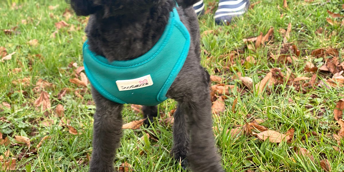 Hoodwinked by Revell Rebox! - Mos6510 Models Substack