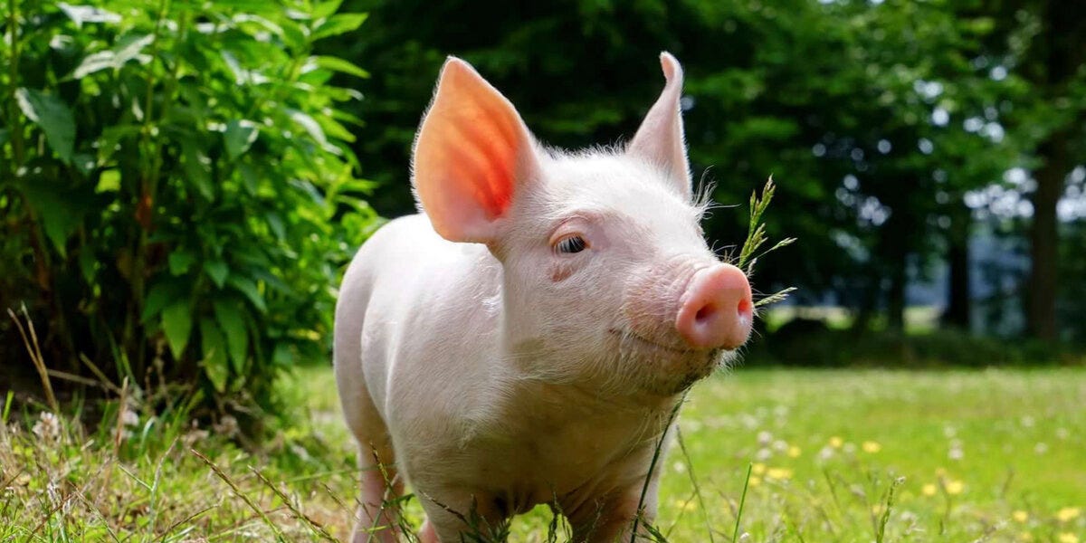 War-on-Pigs - Scientific Progress