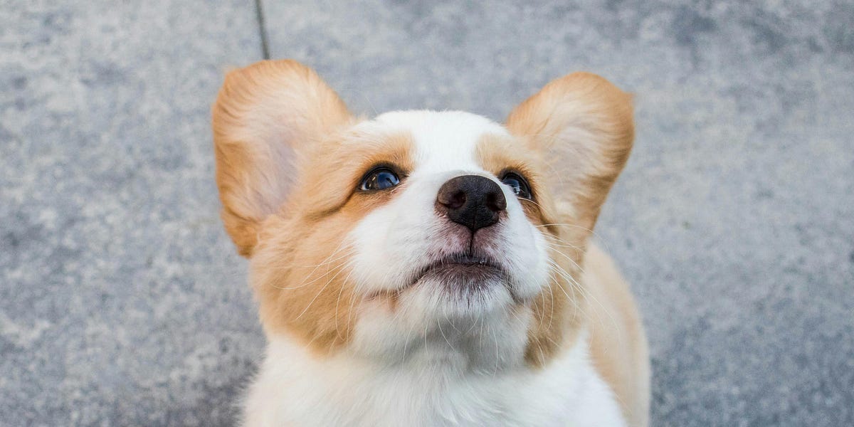 Puppy Primer: Laying the Groundwork For a Well Rounded Dog