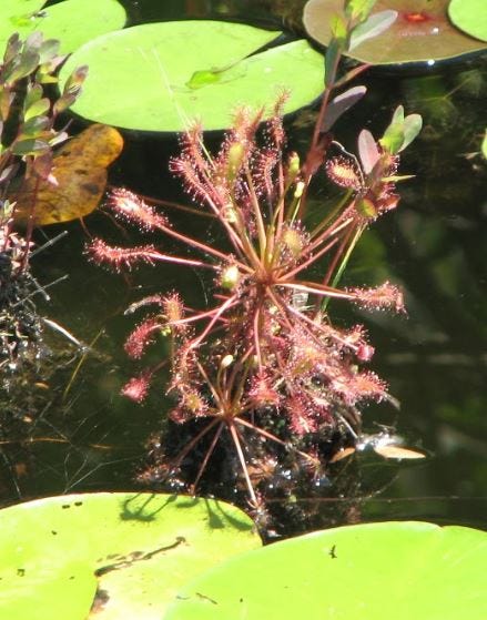 GROWING COLD-TEMPERATE DROSERA - by Dan DiPietro