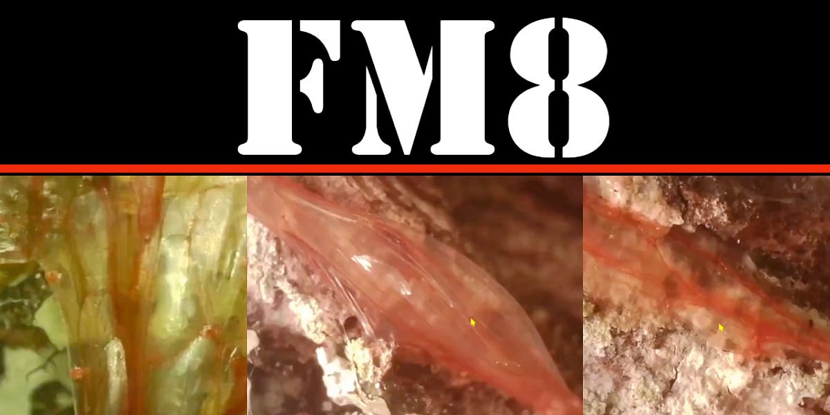 SYNTHETIC SURFACE SATURATION - FM8’s Substack