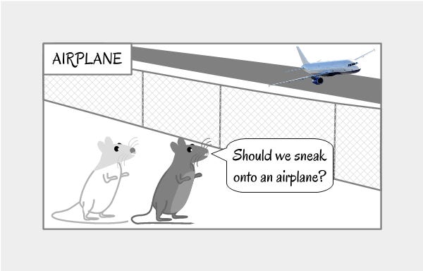 Airplane - Rat Says