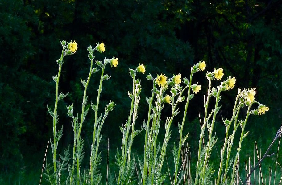 Compass plant - by Larry Stone - Listening to the Land