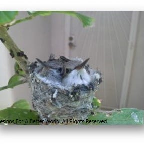 I AM Nature, We Are Nature - by Robin Motzer - Wildlands