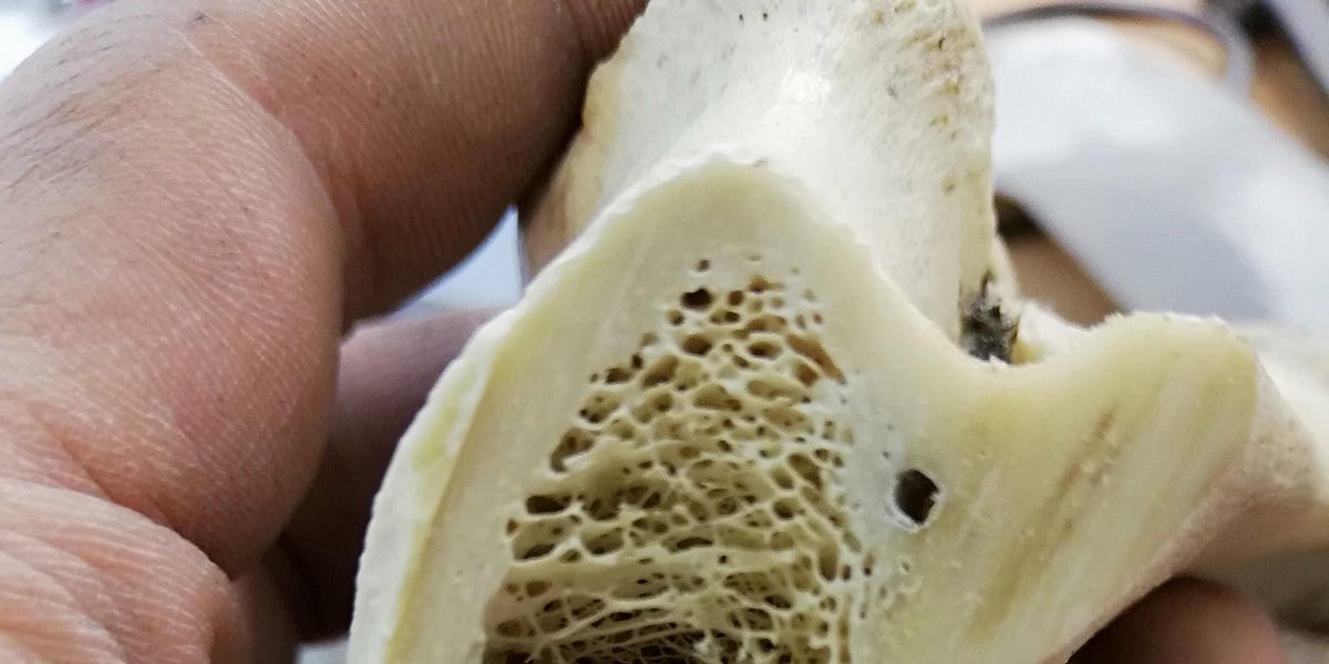 How bones grow and adapt with exercise - by Coach Castle