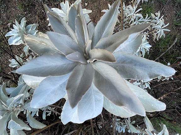 Saving Sage - News from Dorothy Ramon Learning Center