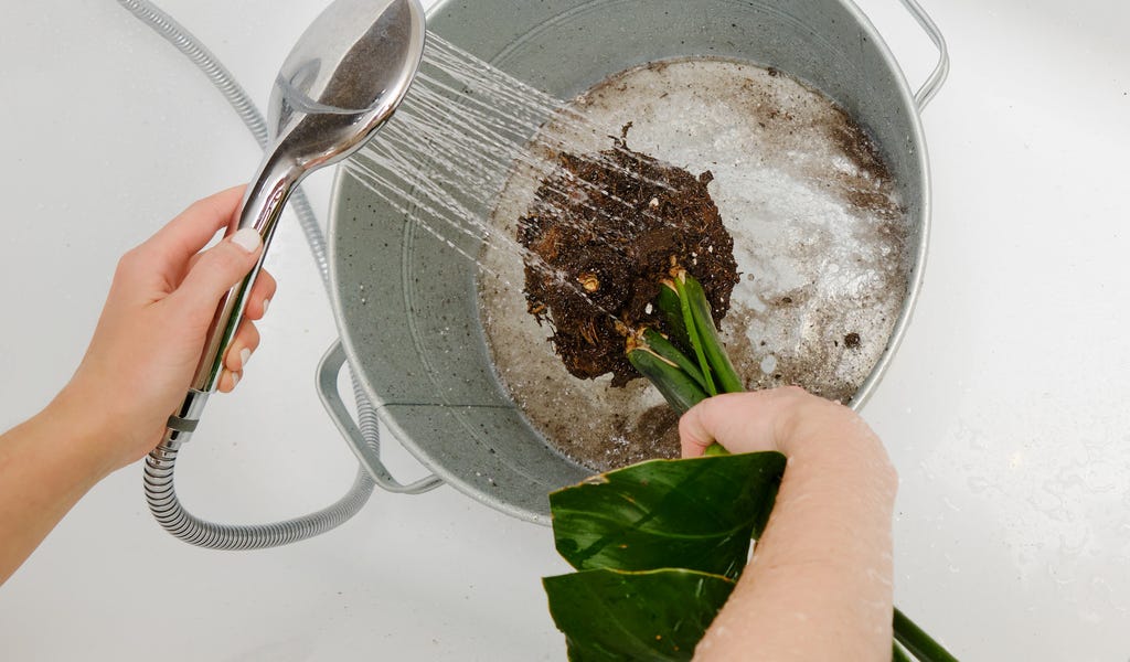 Root Washing - by Melissa Palamar - Your Homestead Gardener