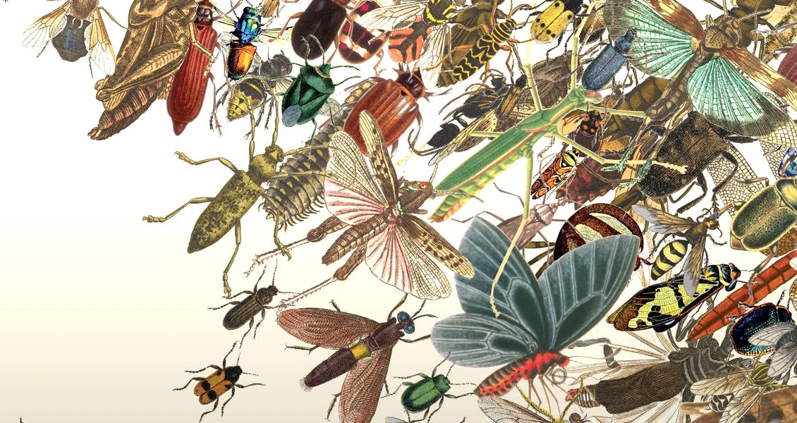 Where Have All the Insects Gone, Long Time Passing